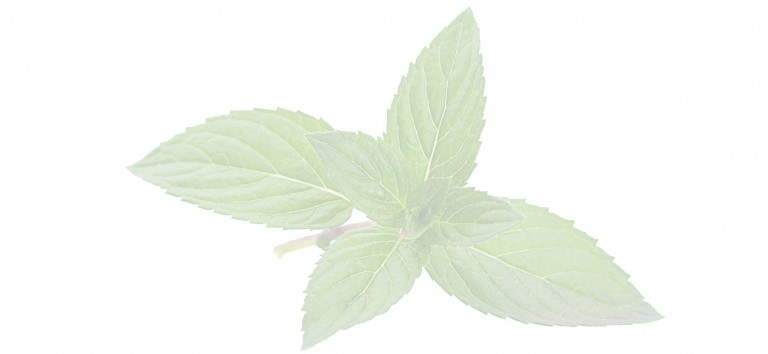 peppermint-cai-pan-leaf-banner - Udder Mint Cream - CAI-PAN mint udder ...